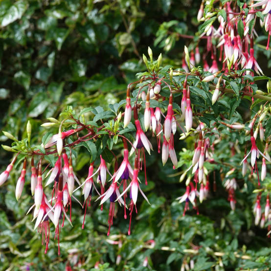 Fuchsia magellanica Arauco Pot de 1,5L/2L - Jardiland