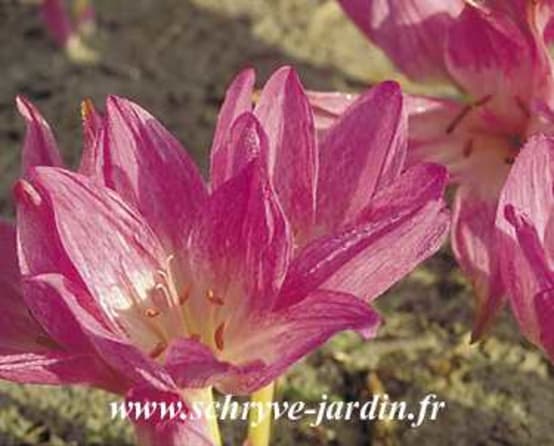 Colchique Hybride lilac wonder* Bulbe calibre 20+ - Jardiland