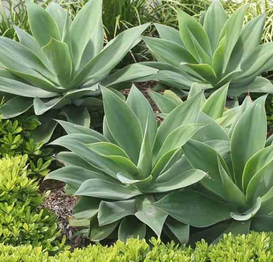 Agave attenuata Couleur floraison:Jaune - Taille:Pot de 7 litres - 40/ ...