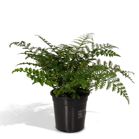 Asplenium Parvati 30cm - Plante d'intérieur- La Green Touch - Jardiland