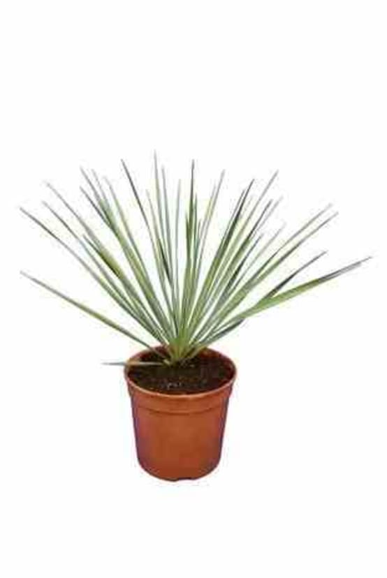 Yucca rostrata Couleur floraison:Blanc - Taille:pot de 65L tronc 125 ...