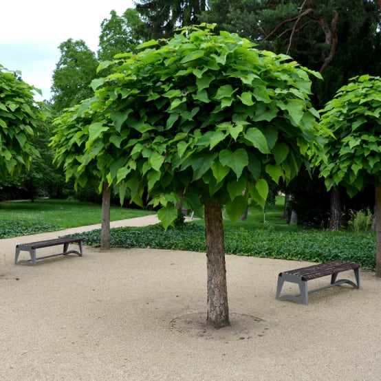 Catalpa bignonioides Nana - Catalpa boule Pot de 3L/4L, Tige - Jardiland