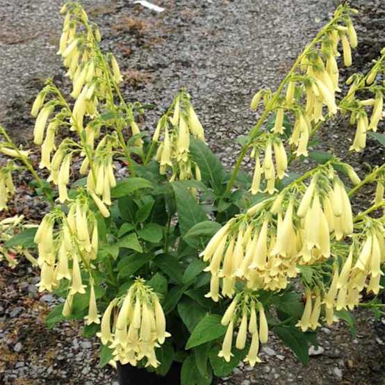 Fuchsia du Cap - Phygelius Yellow Sovereign jaune Godet de 8/9 cm ...