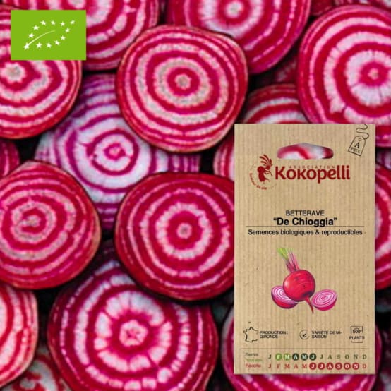 Betterave De Chioggia- Graines bio à semer - Jardiland