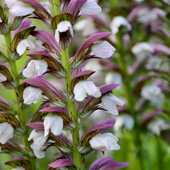 Acanthe molle, Acanthus à fleurs Blanche - feuillage Caduc - Godet - 5/ ...