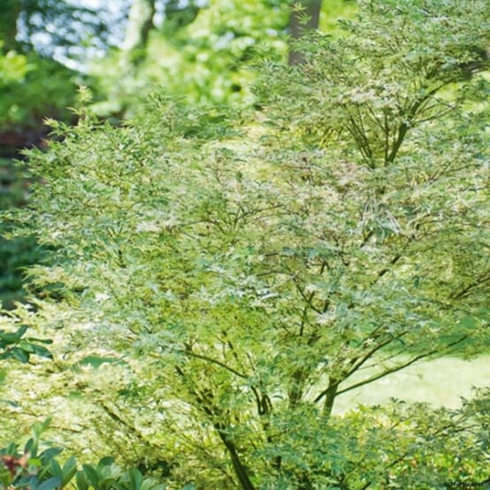 Érable du Japon - Acer palmatum Butterfly Pot de 4L/5L - Jardiland