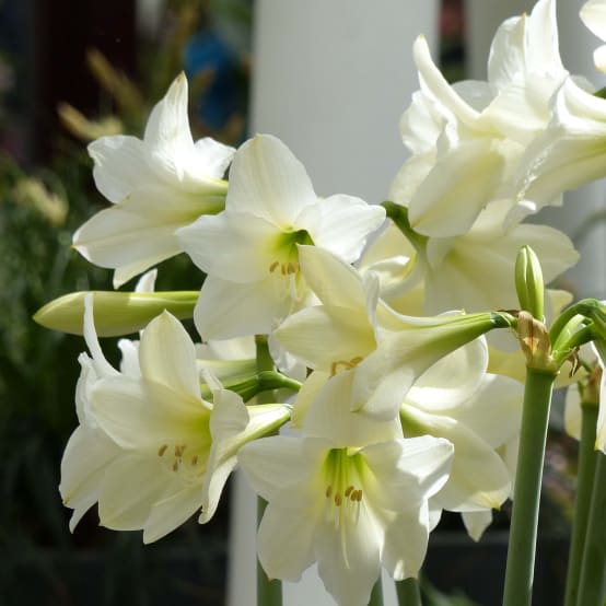 Amaryllis sonatini White Rascal - Hippeastrum de jardin Bulbe - Jardiland