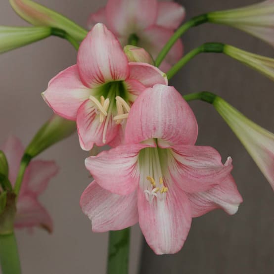 Amaryllis Pink Rascal Bulbe calibre 14+ - Jardiland