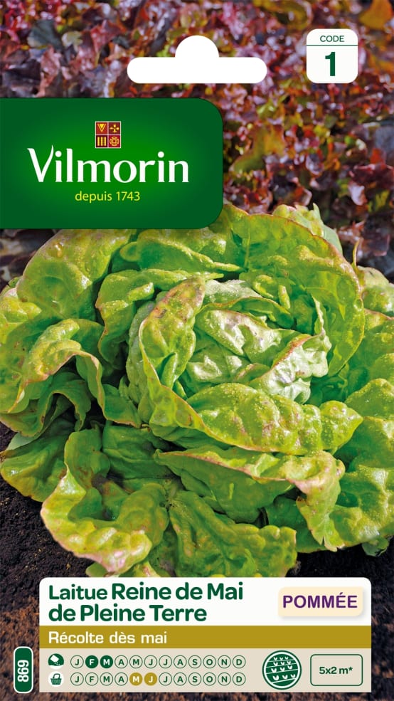 Laitue Pommée Reine de Mai de pleine terre - Vilmorin Graines - Jardiland