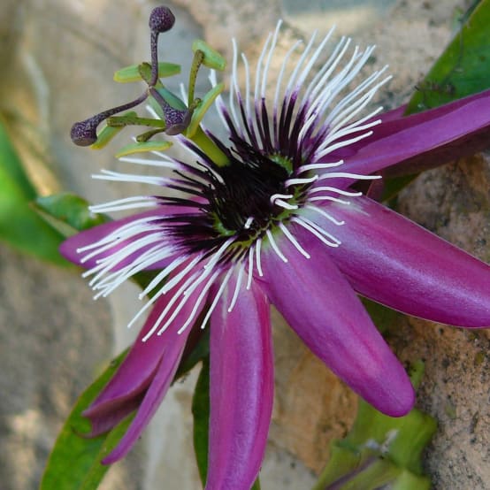 Passiflore - Set de 2 - Passiflora x violacea 'Victoria' - H110-120cm ...