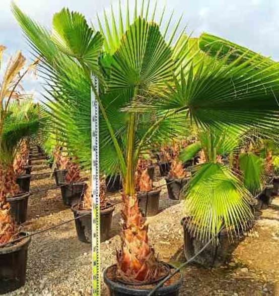 Jubaea chilensis (Cocotier du chili, palmier à miel, palmier à vin) spécimen Taille:Pot 500L ...