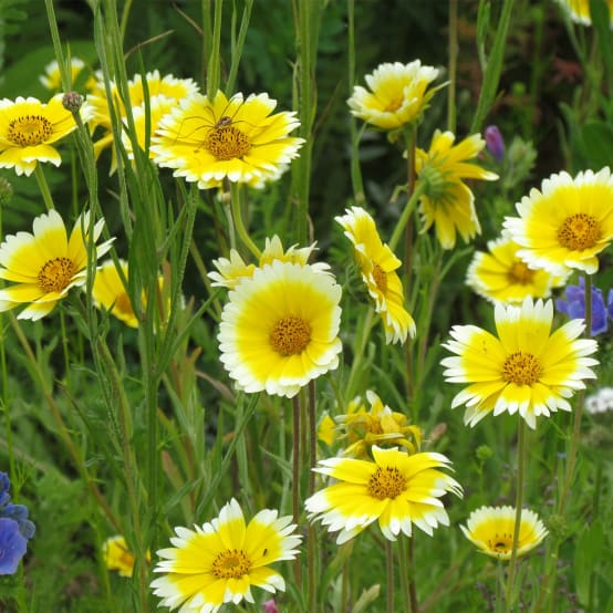 Graines de Layia platyglossa Tidy Tips Graines - Jardiland