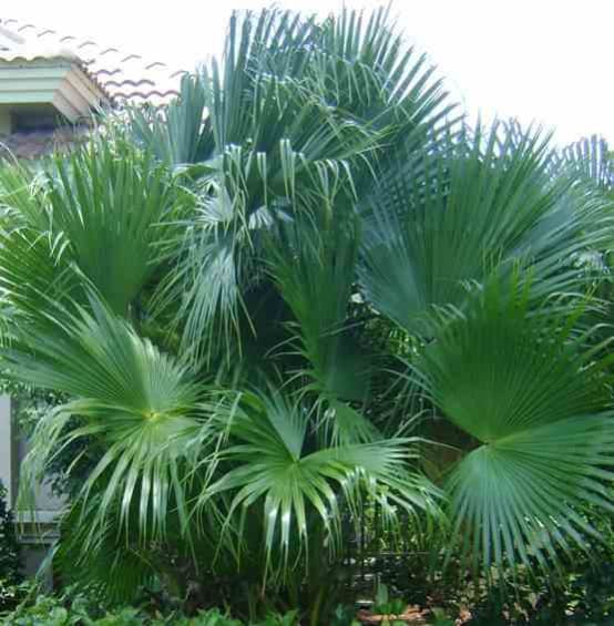 Livistona chinensis (palmier éventail chinois) SPÉCIMEN Taille:Pot 450L - 200/250cm - Tige 100/ ...