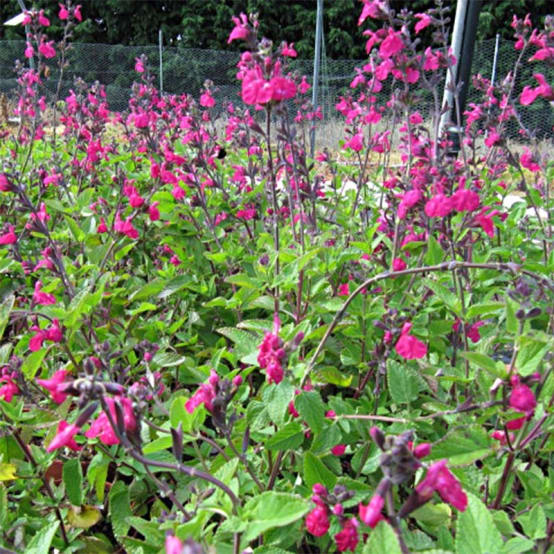 Sauge arbustive Cerro Potosi - Salvia microphylla Godet de 7/8 cm ...