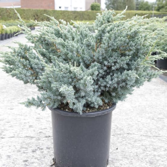 juniperus squamata meyeri compacta