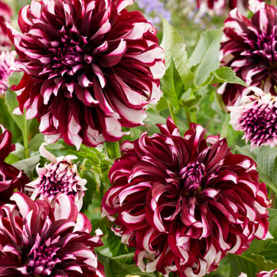 Dahlias - Set de 3 - Dahlia 'X-Factor' - Bulbes à fleurs - Vert - Jardiland