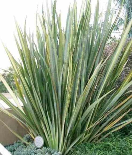 Phormium tenax (lin de nouvelle-zélande) Taille:Pot de 14 litres - 100/ ...
