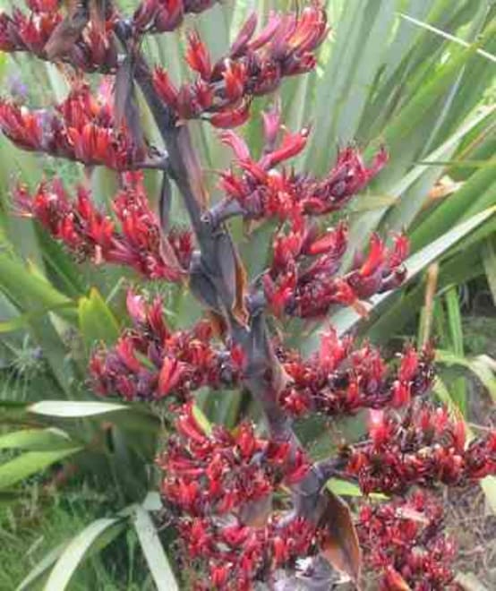 Phormium tenax (lin de nouvelle-zélande) Taille:Pot de 14 litres - 100/ ...