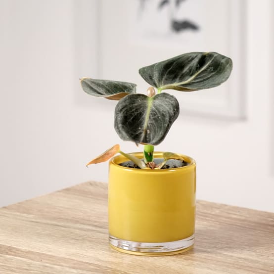 Philodendron melanochrysum Mini-plante - Jardiland
