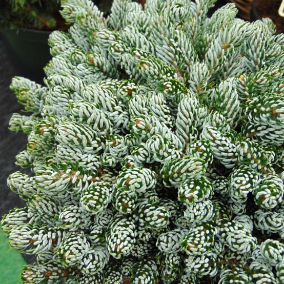 Abies koreana Kohout's Icebreaker® - Sapin de Corée nain Pot de 2L/3L - Jardiland