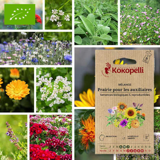 Graines bio à semer - Mélange Prairie pour les auxiliaires- Association ...