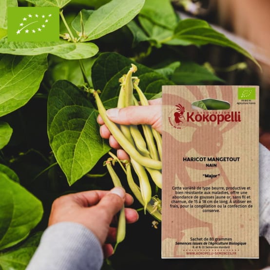 Haricot mangetout Major- Graines bio à semer - Jardiland