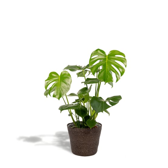 Delicious Monstera et son panier noir h65cm 65cm - Plante d'intérieur ...