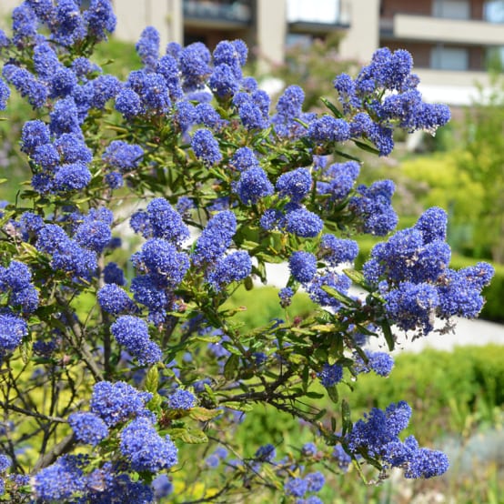 Ceanothus arboreus Concha - Lilas de Californie Pot de 2L/3L - Jardiland