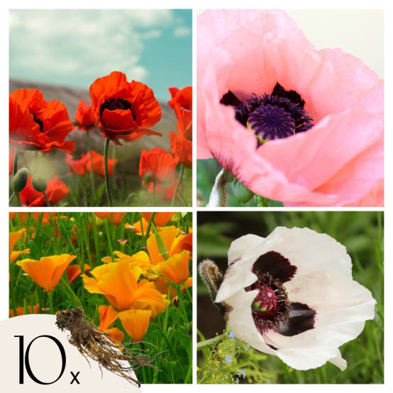 Coquelicot - Set de 10 - Papaver orientale - Rhizomes - Jardiland