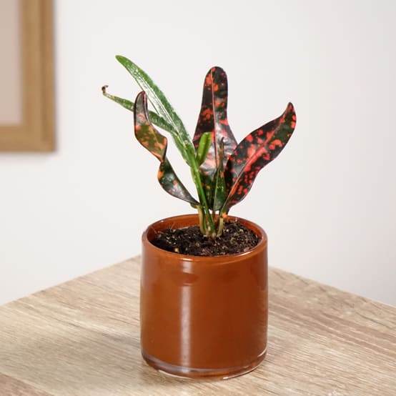 Croton Red Batik - Codiaeum Mini-plante - Jardiland