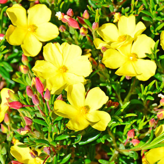 Halimium April Sun - Faux-ciste jaune. Pot de 1,5L/2L - Jardiland
