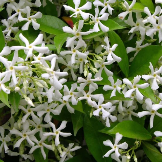 Jasmin étoilé, Jasmin persistant blanc, Trachelospermum à fleurs ...