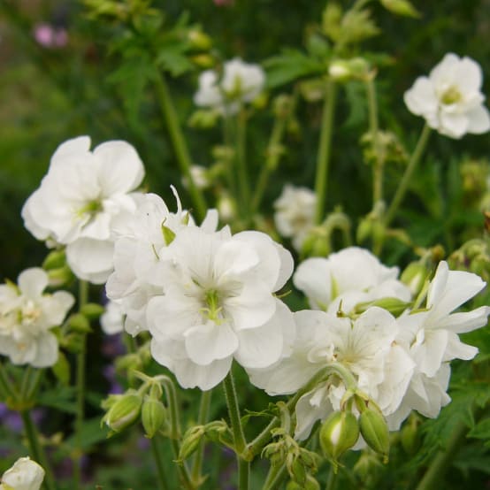 Geranium vivace pratense Laura - Géranium des près Godet de 9cm - Jardiland
