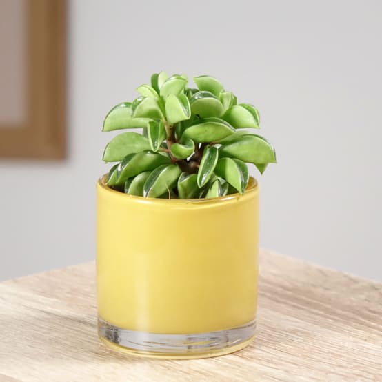 Peperomia Fire Sparks Mini-plante - Jardiland