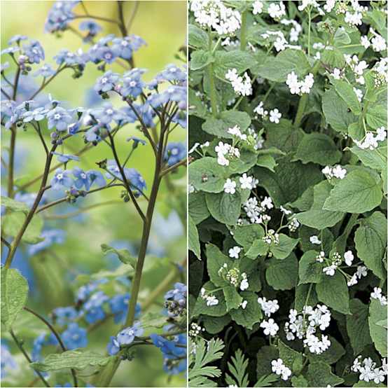Duo Brunnera blanc bleu - Collection de 2 plantes - Jardiland