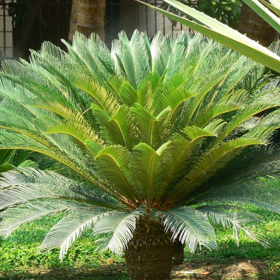 Cycas revoluta - Cycas du Japon Pot de 2L/3L - Jardiland