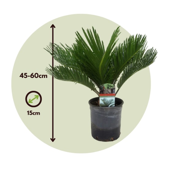 Sagou du Japon - Set de 4 - Cycas revoluta - Hauteur 45-60cm - ⌀15cm ...