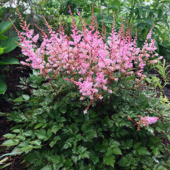 Astilbe japonica Delft Lace Godet de 8/9 cm - Jardiland