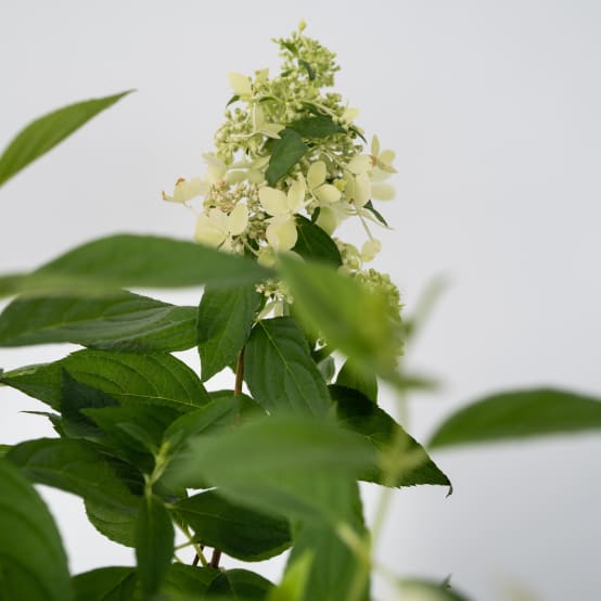 hydrangea paniculata confetti