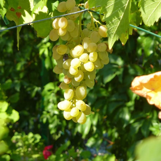 Vigne de table Corniola - Vitis vinifera - Pot de 1,5L/2L - Jardiland