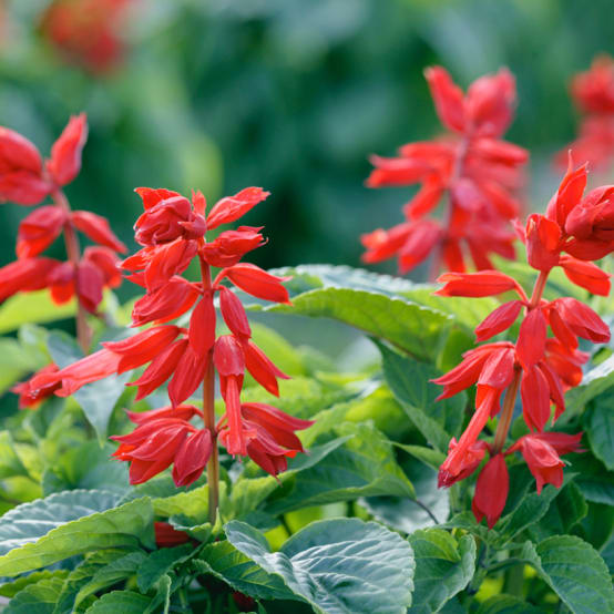 Graines de Sauge annuelle Estella Red - Salvia splendens - Graines ...
