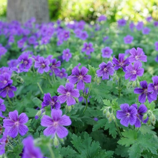 Géranium vivace magnificum à fleurs Bleue - feuillage Persistant ...