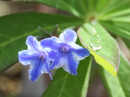 Lithodora diffusa Star - Grémil diffus Godet de 8/9 cm - Jardiland