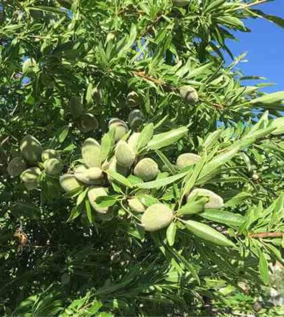 Prunus dulcis var. Mollar (Amandier productif, floraison Précoce, fruit ...