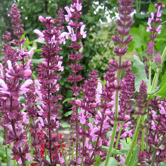 Salvia superba Reine Rose - Sauge des bois Godet de 8/9 cm - Jardiland
