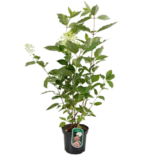 hydrangea paniculata phantom in pots