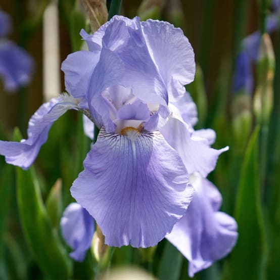 Iris germanica Blue Rhythm - Iris des Jardins Godet de 8/9 cm, Calibre ...