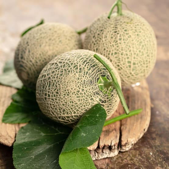 Melon Honey Bun F1 en plant Mini-motte Ø 3/4 cm (par 3) - Jardiland