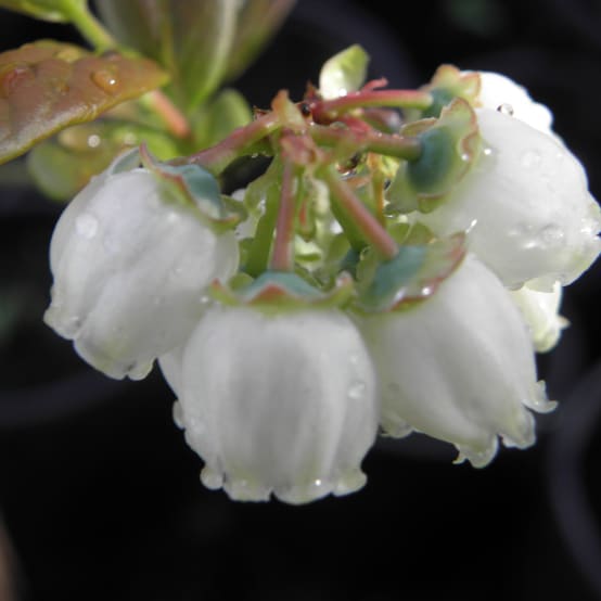 Myrtillier Patriot - Vaccinum corymbosum Pot de 1,5L/2L, Buisson ...