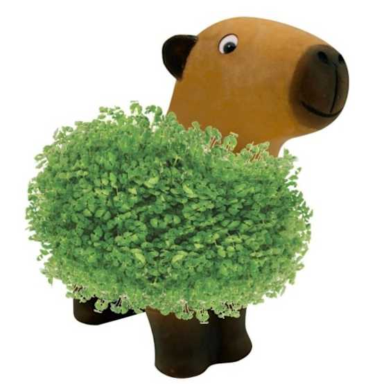 Radis et Capucine - Capybara terre cuite poreuse avec graines de chia - Jardiland